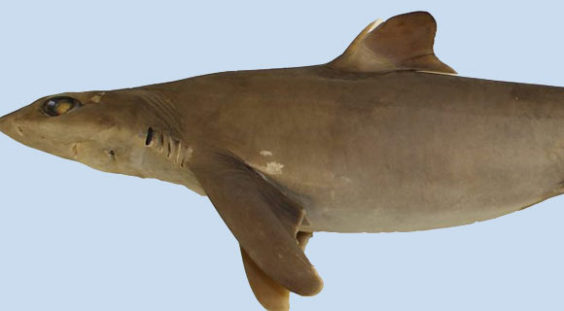 New Deep-Water Dogfish Shark Discovered By Florida Tech Marine ...