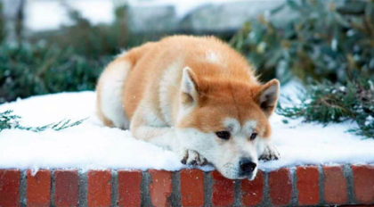 Three Stories About the Most Dedicated Animals of the World - Space ...