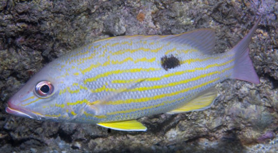 FLORIDA TECH RESEARCH: Protecting the Sources of Reef Fisheries - Space ...