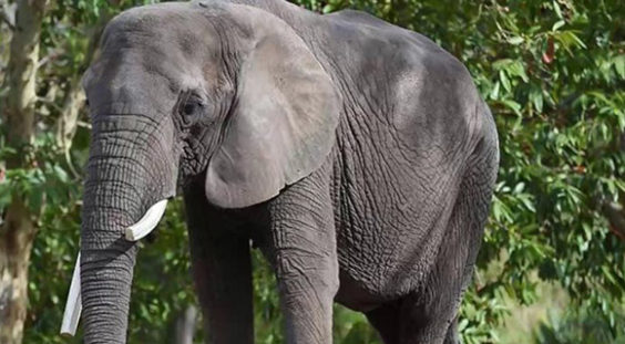 WATCH: Miami Elephant Dies After Fight With Another 'Golden Girl ...