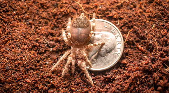 IMAGES: Eight Young Brazilian Whiteknee Tarantulas Find Home At Brevard ...