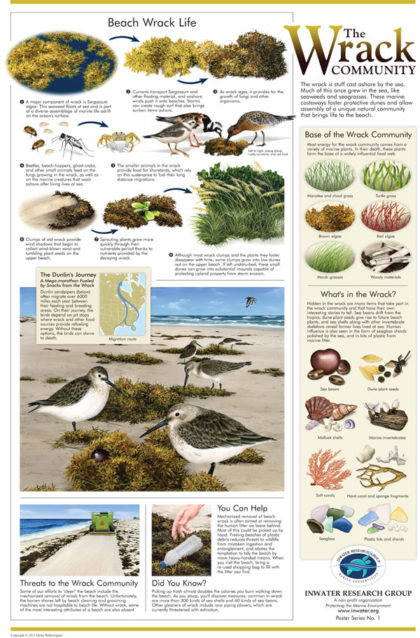 Piles of Seaweed or 'Wrack' Have Washed Up onto Space Coast Beaches ...