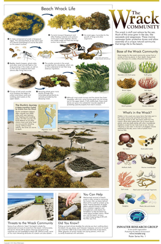 Piles of Seaweed or 'Wrack' Have Washed Up onto Space Coast Beaches ...