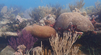 Florida Fish and Wildlife Celebrates World Oceans Day By Highlighting ...