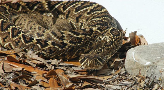 Snakes, Spiders to Be Featured at Brevard Zoo's Annual Cold-Blooded ...