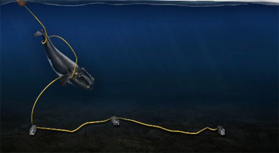 SeaWorld Donates $900,000 to Protect Critically Endangered North ...
