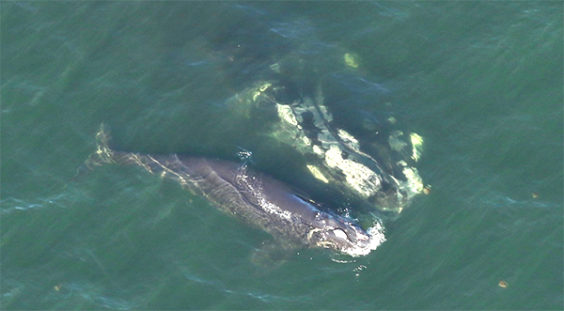 Researchers Discover 1-Week-Old Right Whale Calf Struck By Boat ...
