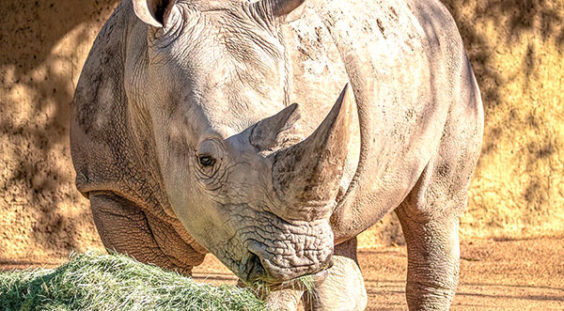 White Rhino 'Howard' Will Head to Phoenix Zoo After 17 Years as a ...