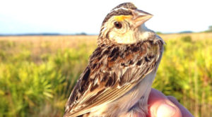 Critically Endangered Florida Grasshopper Sparrow Birds Reach Historic ...