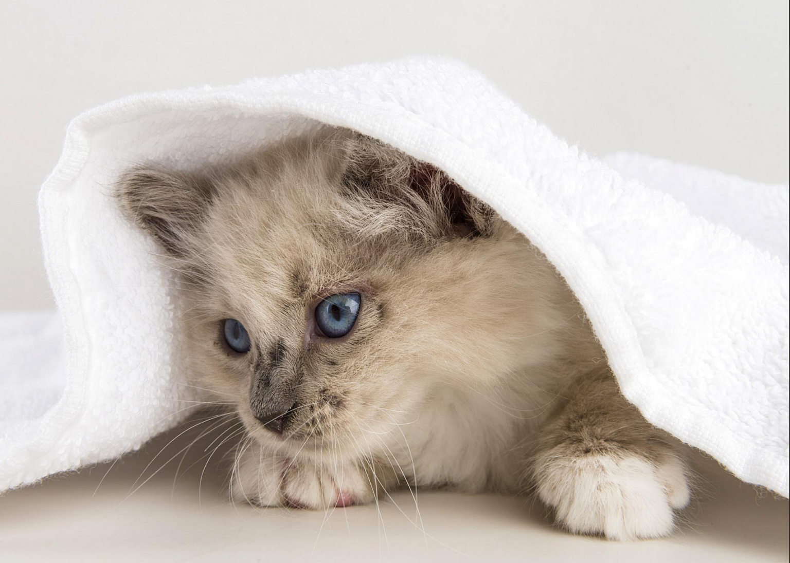 7 Essential Tips for Raising a Happy Ragdoll Kitten - Space Coast Daily