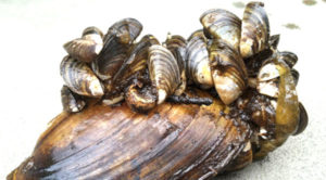 Florida Fish and Wildlife Conservation Ask Public to Help Prevent ...