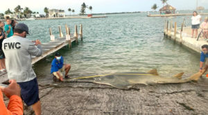 FWC Biologists Find Record-Setting 16-Foot, 1,000-Pound Sawfish Dead in ...