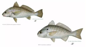 FWC Release New Regulations For Spot, Atlantic Croaker on Atlantic ...