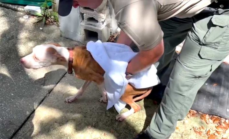 'Despicable and Horrific’: Brevard Sheriff Wayne Ivey Says Put Animal ...