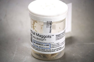 WATCH: Brevard Zoo Sea Turtle Healing Center Uses Medicinal Maggots ...