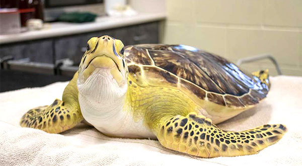 Brevard Zoo Set to Release Rehabilitated Juvenile Sea Turtles at Lori ...