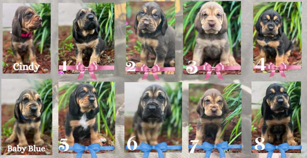Submit a Name for Furry New Squad of Brevard County Sheriff's Office K9 ...