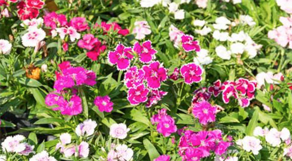 5 Most Vibrant Spring Blooming Perennials - Space Coast Daily