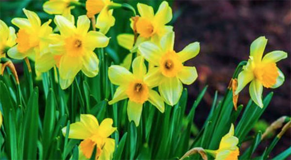 5 Most Vibrant Spring Blooming Perennials - Space Coast Daily