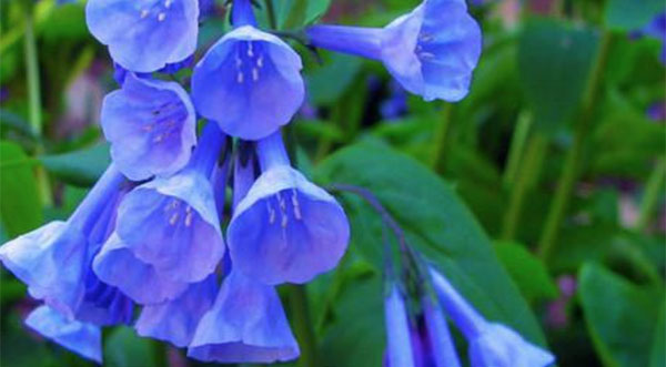 5 Most Vibrant Spring Blooming Perennials - Space Coast Daily