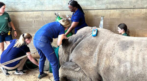 Brevard Zoo Researchers Use Cutting-Edge Science, Technology in Attempt ...