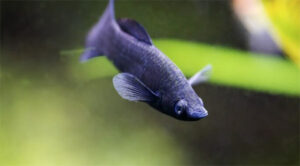 Molly Fish Mastery: A Comprehensive Guide to Care, Varieties, Nutrition ...