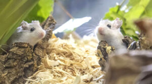 Brevard Zoo's Coastal Dune Ecosystem Welcomes Pair of Perdido Key Beach ...