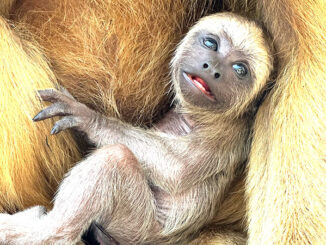 Surprise Awaits You in Brevard Zoo's Rainforest Revealed: 14-Year-Old ...