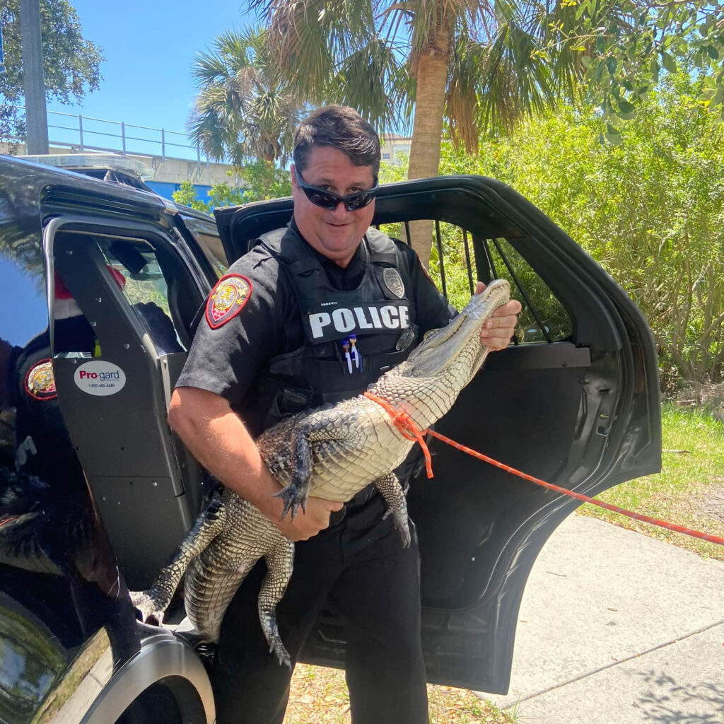 Melbourne Police Officers Wrangle Gator Near US-192, Safely Relocate ...