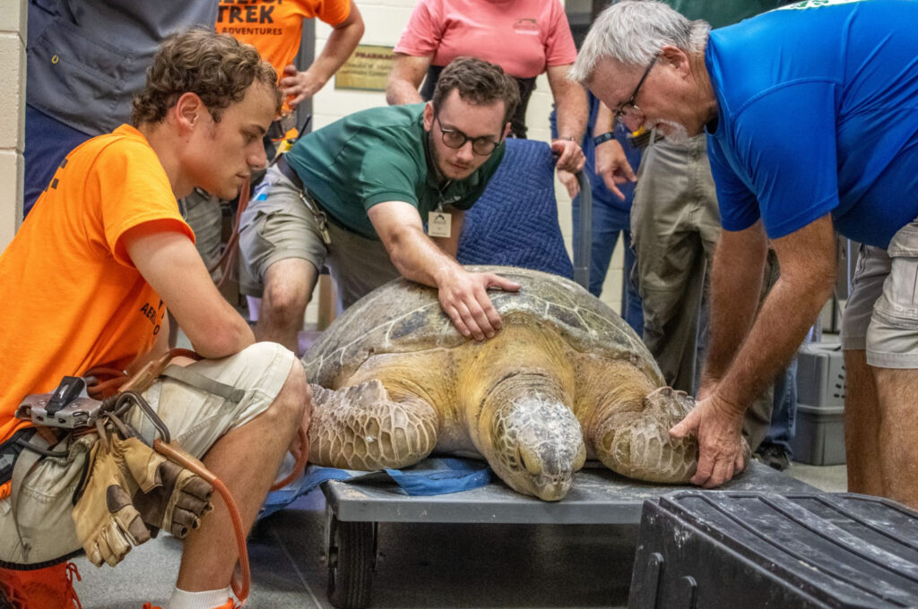 Brevard Zoo's Sea Turtle Healing Center Rescues 374-Pound Sea Turtle ...