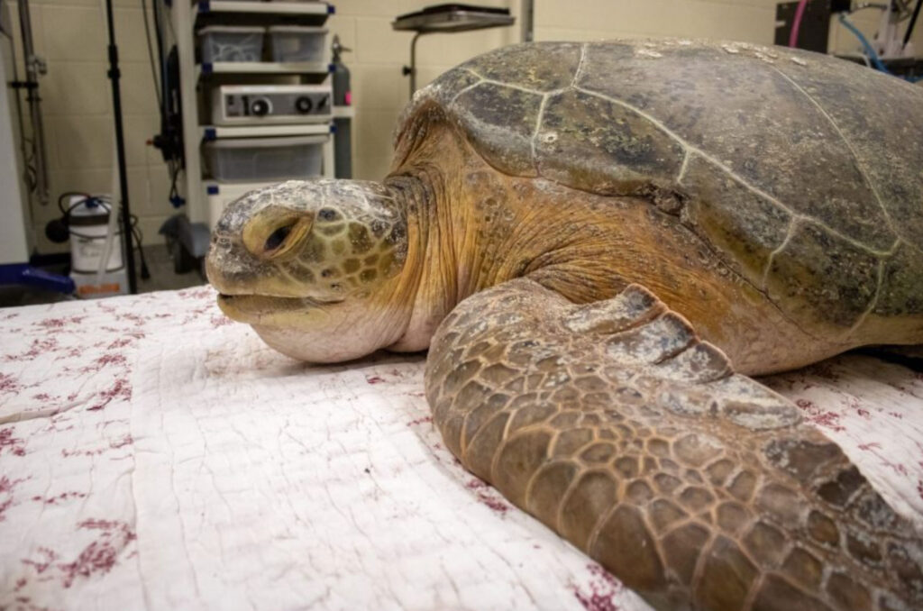 Brevard Zoo's Sea Turtle Healing Center Rescues 374-Pound Sea Turtle ...