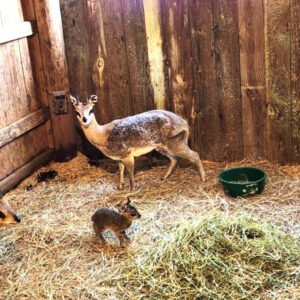 Brevard Zoo Welcomes New Baby Klipspringer to 'Expedition Africa ...