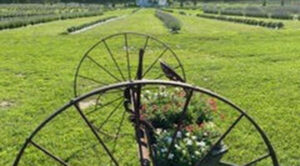 Dr. Henry Cabrera - Lavender Waves Farm is a Stand-Out Destination in Rhode Island - Space Coast ...
