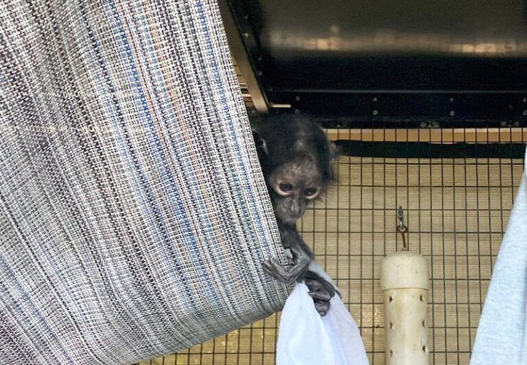 Brevard Zoo to the Rescue, Hosts Pair of Confiscated Black-Handed ...