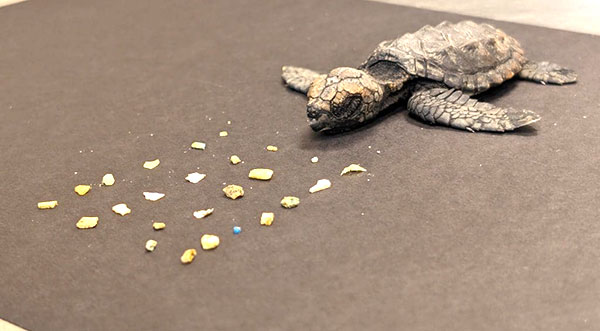 Plastic Pollution Has Detrimental Effects on Young Sea Turtles, Brevard ...