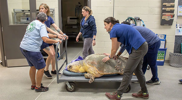 Brevard Zoo Welcomes 375-Pound Loggerhead Turtle 'Bubba' – Estimated ...
