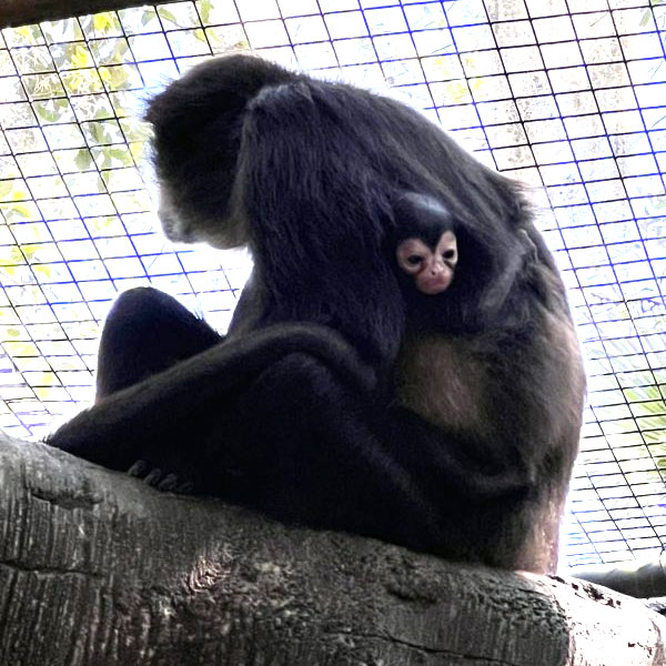 Brevard Zoo Announces Birth of New Spider Monkey Baby - Space Coast Daily
