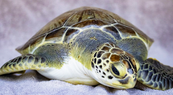 Brevard Zoo to Release Juvenile Green Sea Turtle 'Van Gogh' at Lori ...