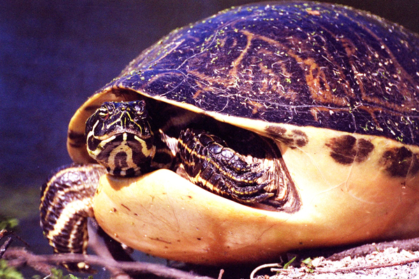 PHOTO OF THE DAY: Florida Redbelly Turtle Spotted on the Grounds of ...