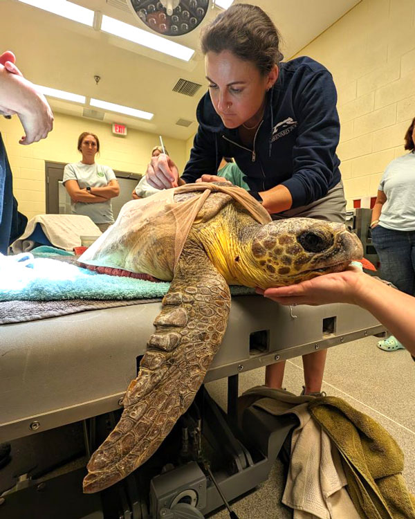 Brevard Zoo's Sea Turtle Healing Center Receives New Device to Help ...
