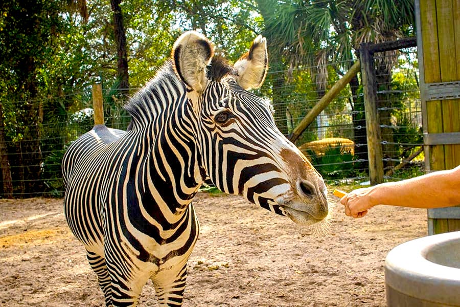 Brevard Zoo Euthanizes 11-Year-Old Grevy’s Zebra Stallion 'Bakari ...