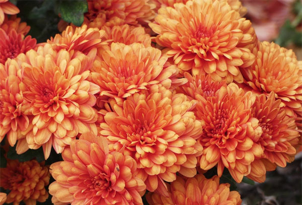 The Significance of Flowers in Cultural Rituals and Ceremonies: A ...