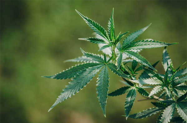 Cannabis Culture in Canada: How Legalization Has Changed Society ...